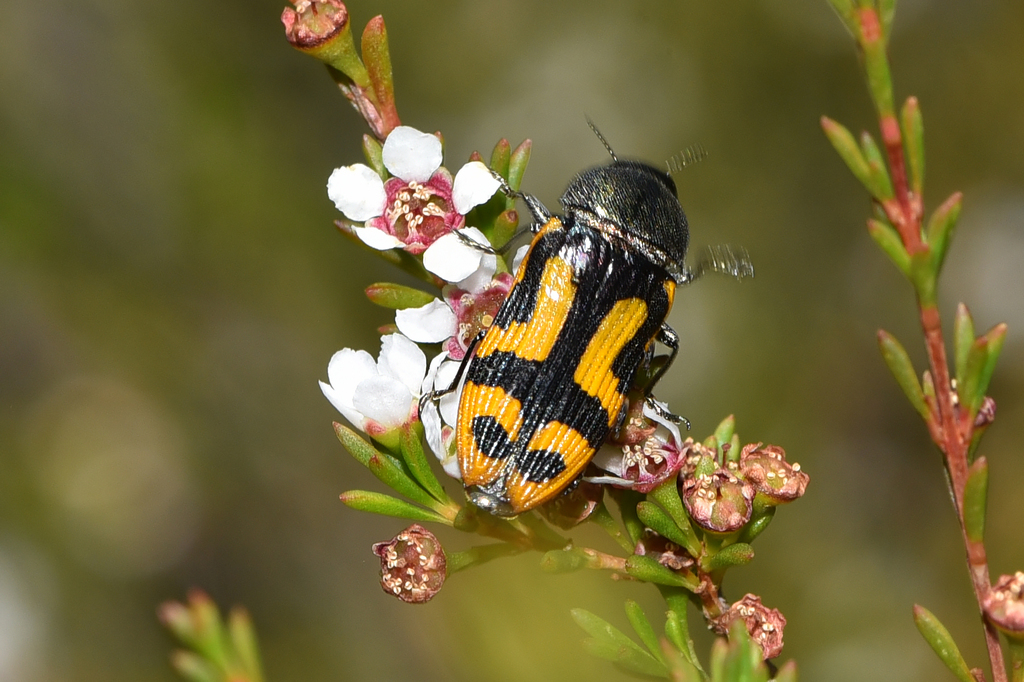 Castiarina anchoralis from Moore River National Park WA 6503, Australia ...