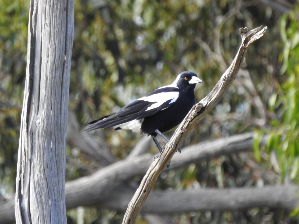 Australian Magpie from Braeside Park, Braeside, VIC, Australia on April ...
