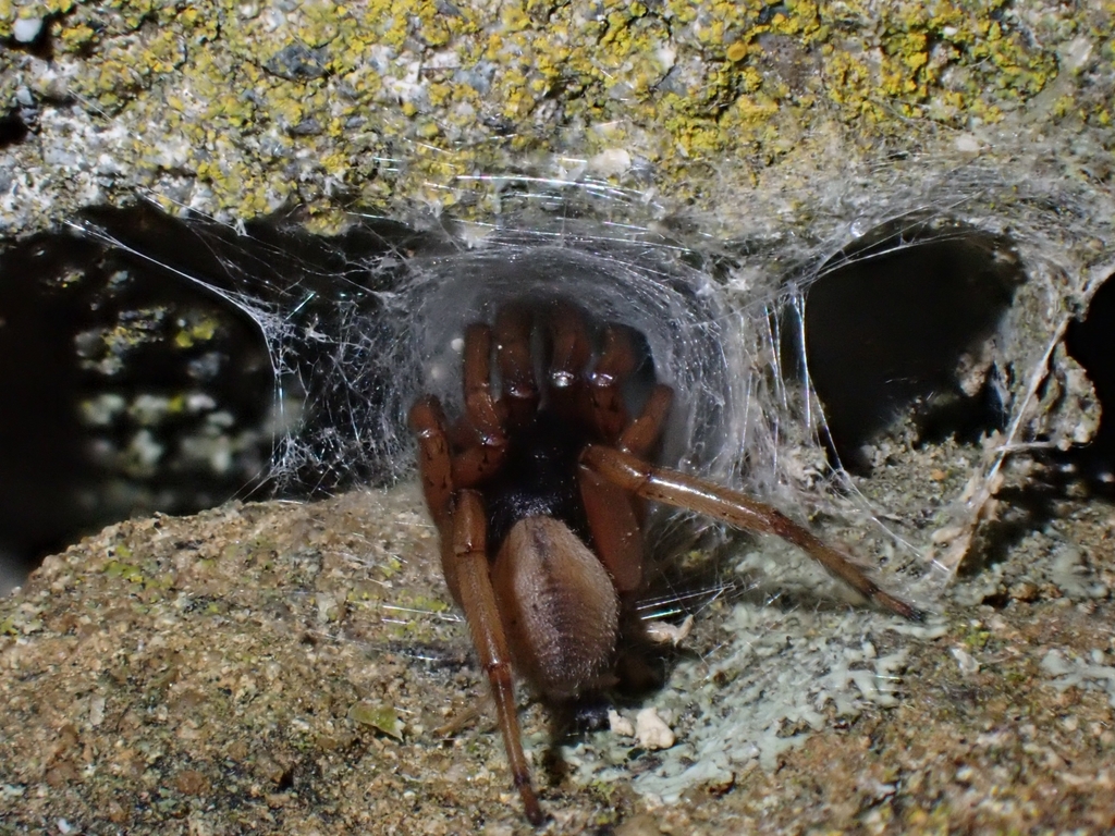 Tunnel Spiders from Pāuatahanui, New Zealand on April 10, 2021 at 05:42 ...