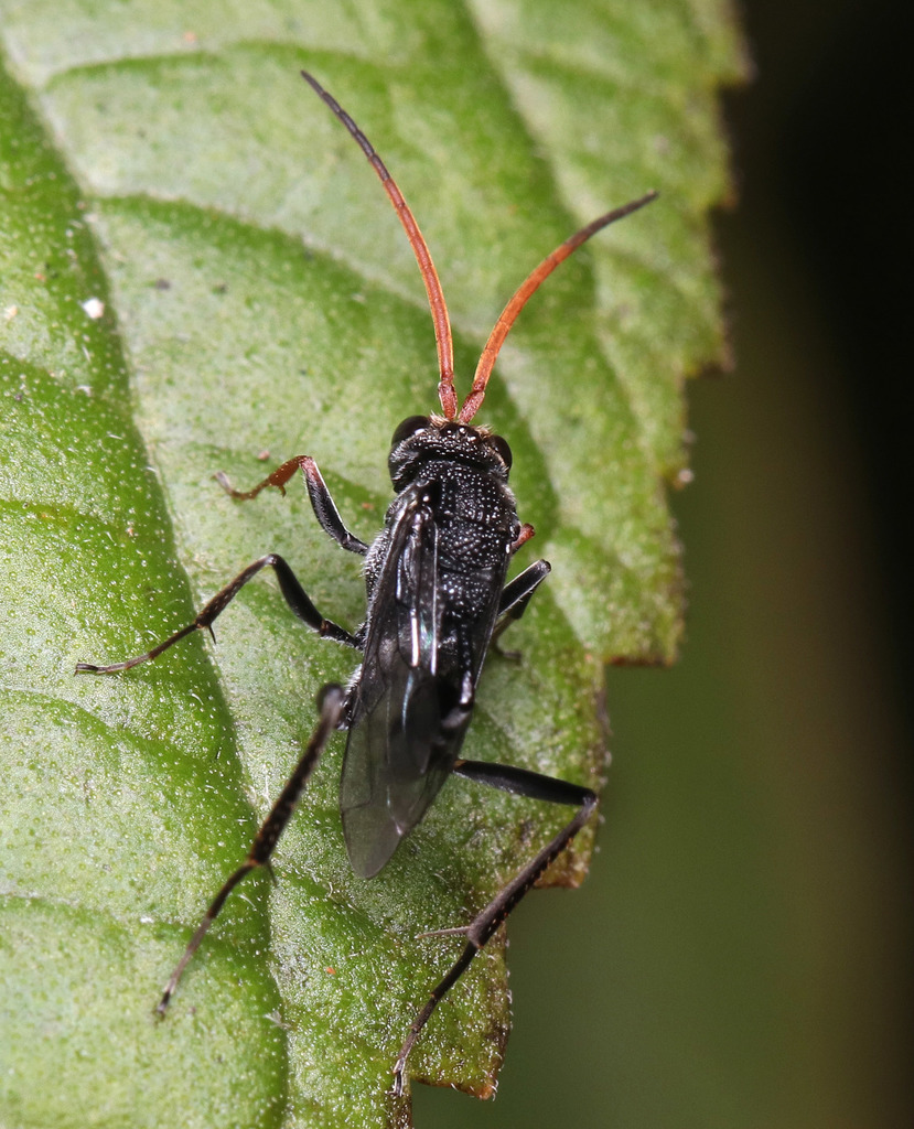 Ensign Wasps in April 2020 by juliegraham173 · iNaturalist
