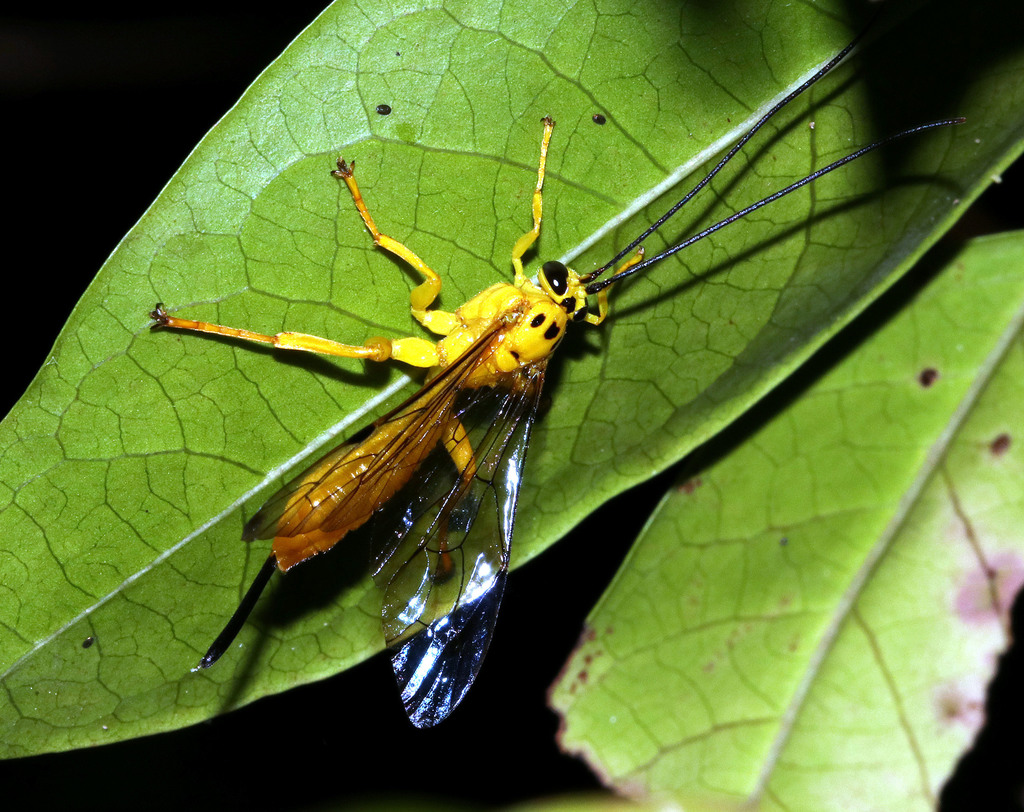 Xanthopimpla in September 2018 by juliegraham173 · iNaturalist