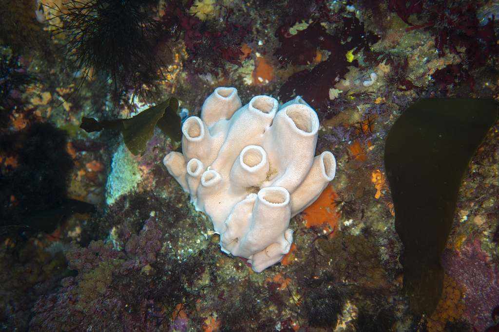 Calcareous Sponges from Tasmania, Australia on March 20, 2021 at 10:05 ...