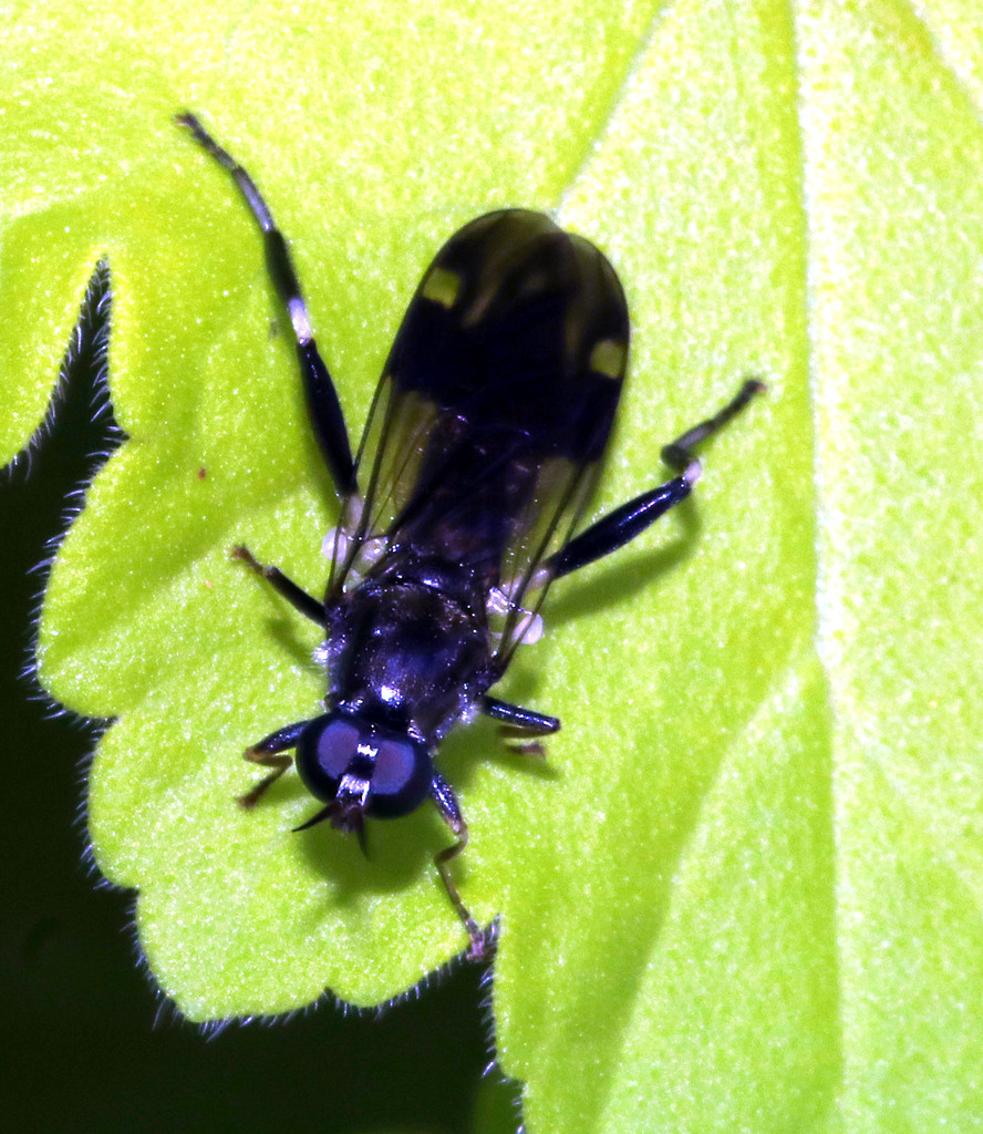 Garden soldier fly in September 2016 by juliegraham173 · iNaturalist