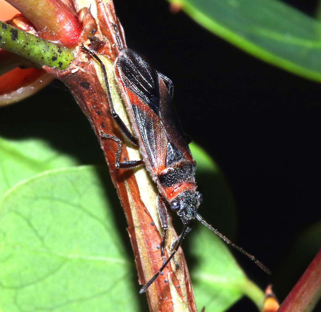 Swan plant seed bug in September 2016 by juliegraham173 · iNaturalist