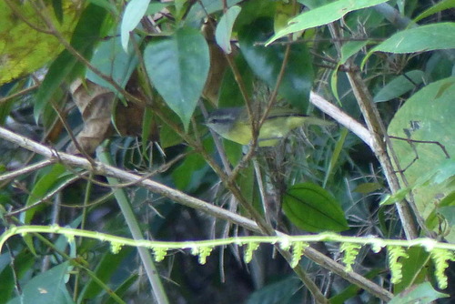 Island Leaf Warbler (Buru) (Subspecies Phylloscopus poliocephalus ...