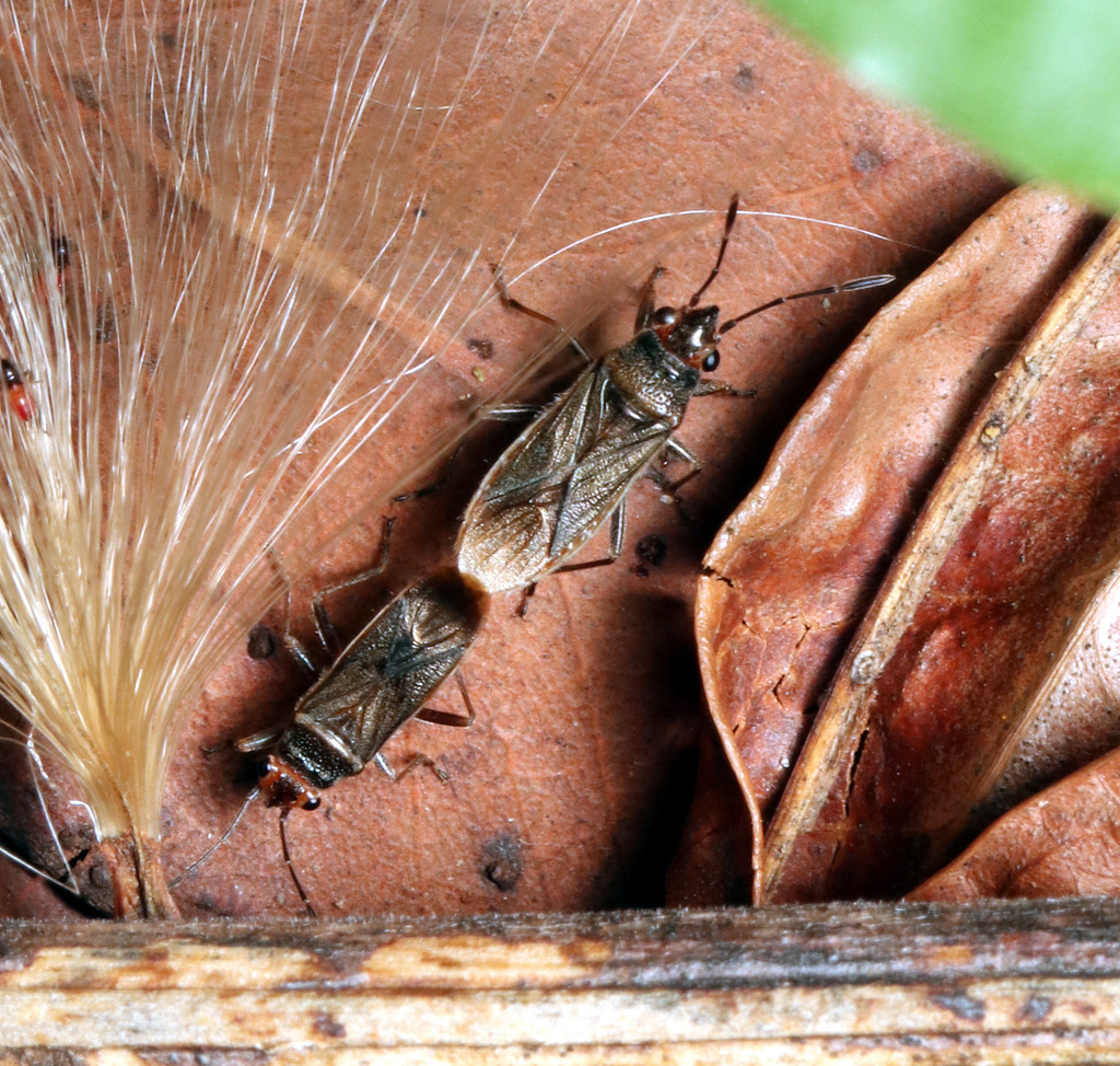 Arocatus aenescens in December 2020 by juliegraham173 · iNaturalist