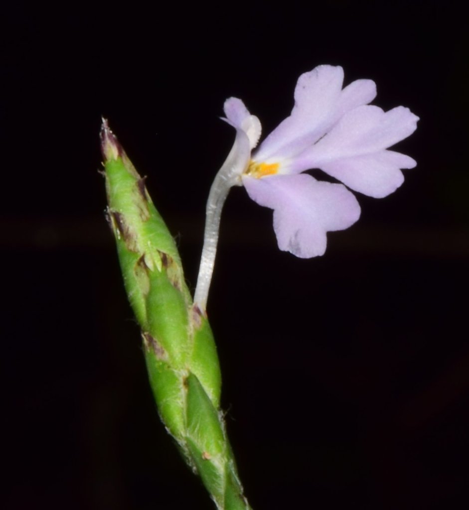 Cordeoncillo ( Especies Introducidas e Invasoras de Guatemala ) · iNaturalist