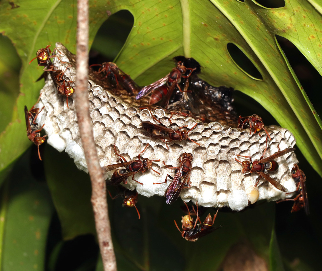 Southern Australian Paper Wasp in January 2021 by juliegraham173 ...