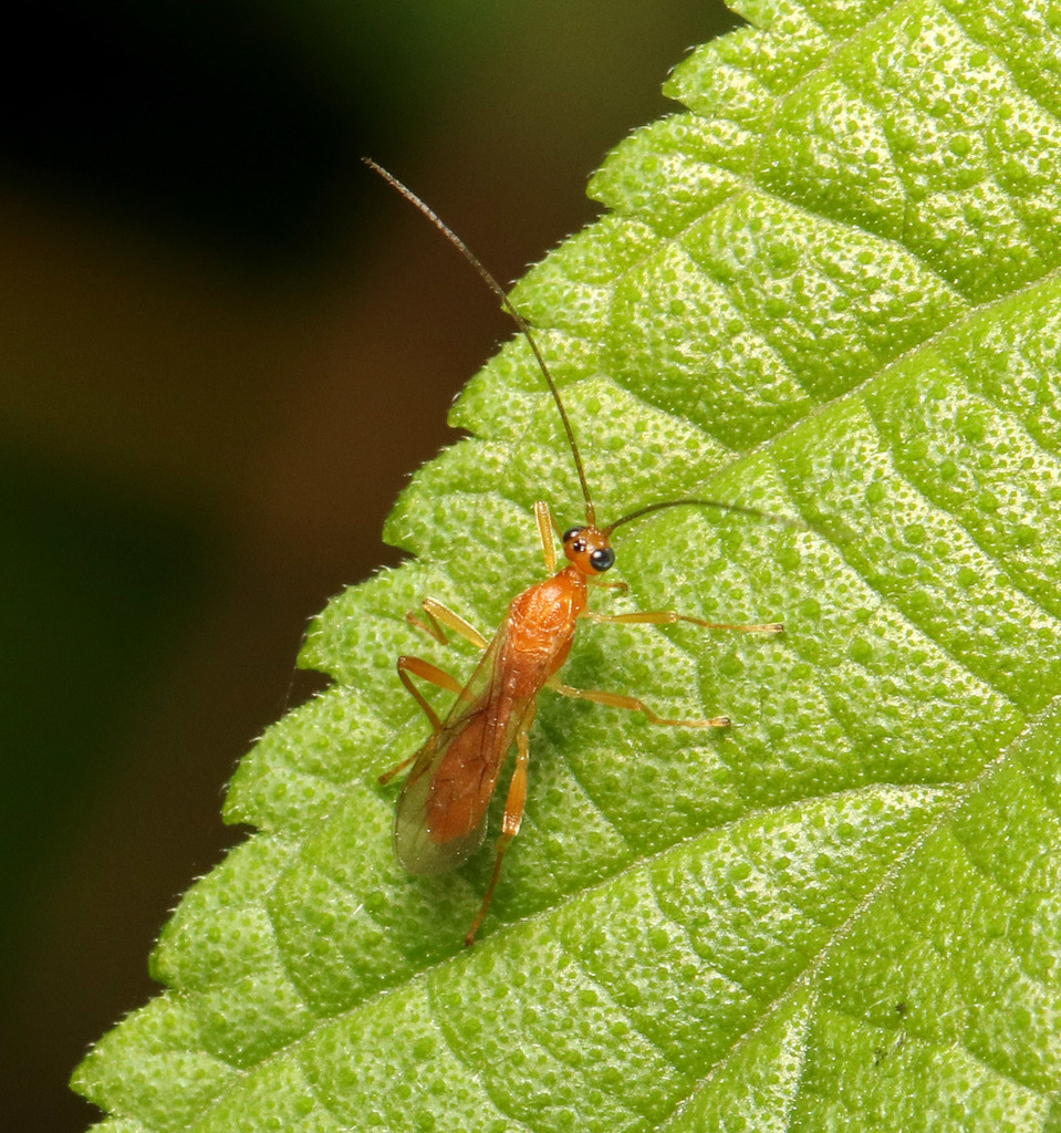Braconid Wasps in March 2021 by juliegraham173 · iNaturalist