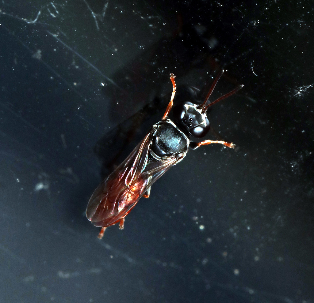 Pison in March 2021 by juliegraham173 · iNaturalist