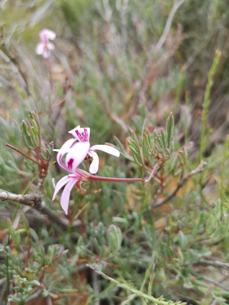 Incised Spearleaf Storksbill from Eden, ZA-WC, ZA on April 01, 2021 at ...