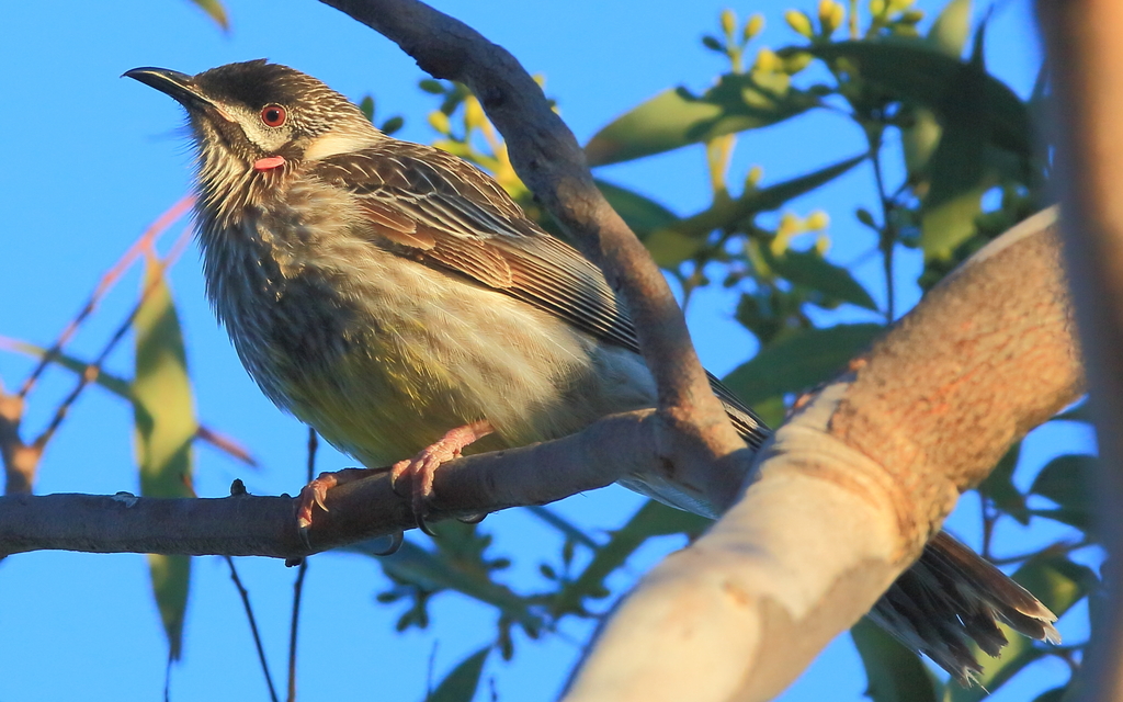 Red Wattlebird from Sydney NSW, Australia on July 08, 2014 at 07:31 AM ...