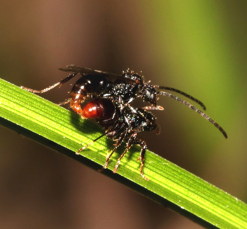 Pony Ants in October 2017 by juliegraham173 · iNaturalist