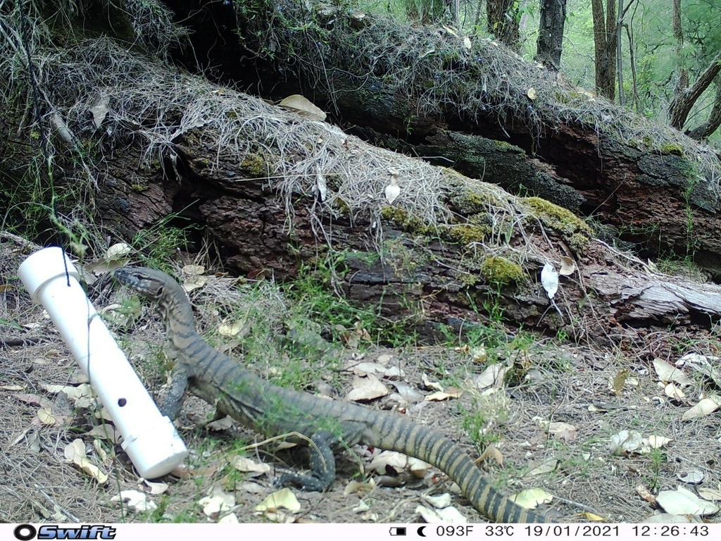 Southern Heath Monitor from Scotsdale WA 6333, Australia on January 19 ...