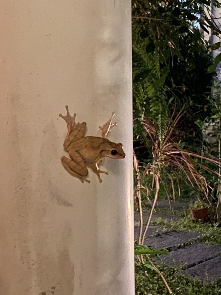 Brown Tree Frog from 東海 on April 10, 2021 at 06:49 PM by ...