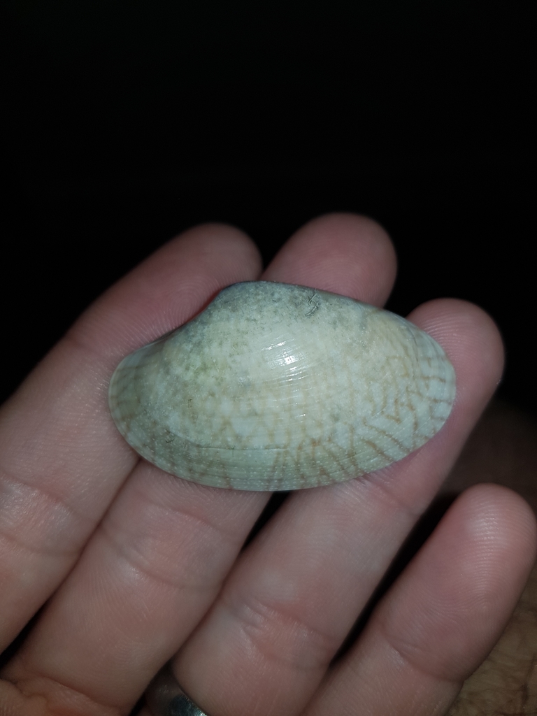 Undulate Venus from Beachside, Airlie Beach Lagoon, Broadwater Avenue ...