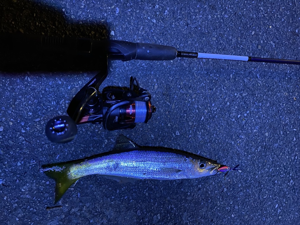 Longfin Pike from Spring Cove, 悉尼, NSW, AU on April 10, 2021 at 07:53 ...