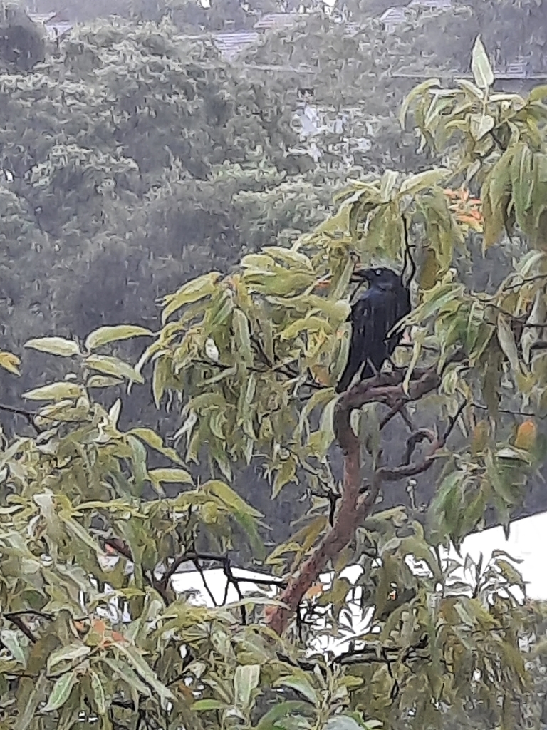 Torresian Crow (Australian) in April 2021 by aeruginosa · iNaturalist