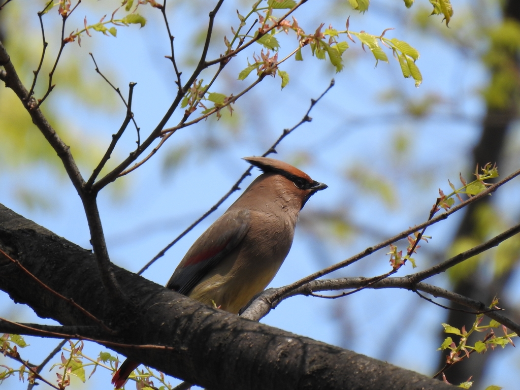 Japanese Waxwing in April 2021 by Jay · iNaturalist