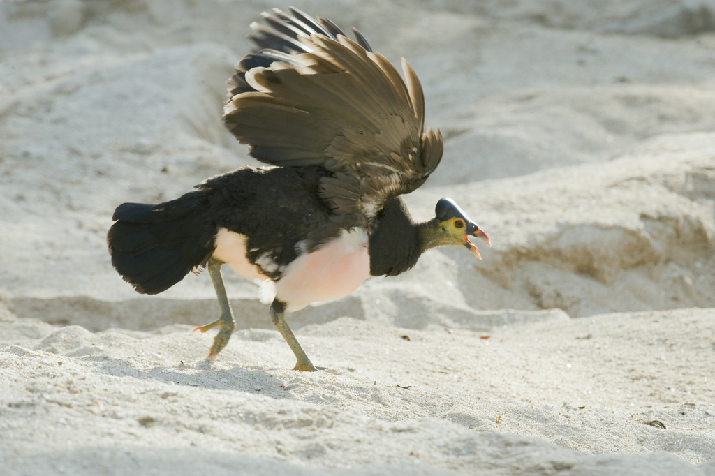 Megapodes (Megapodiidae) - Avian Discovery