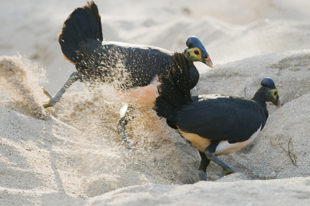 Maleo (Macrocephalon maleo) - Avian Discovery