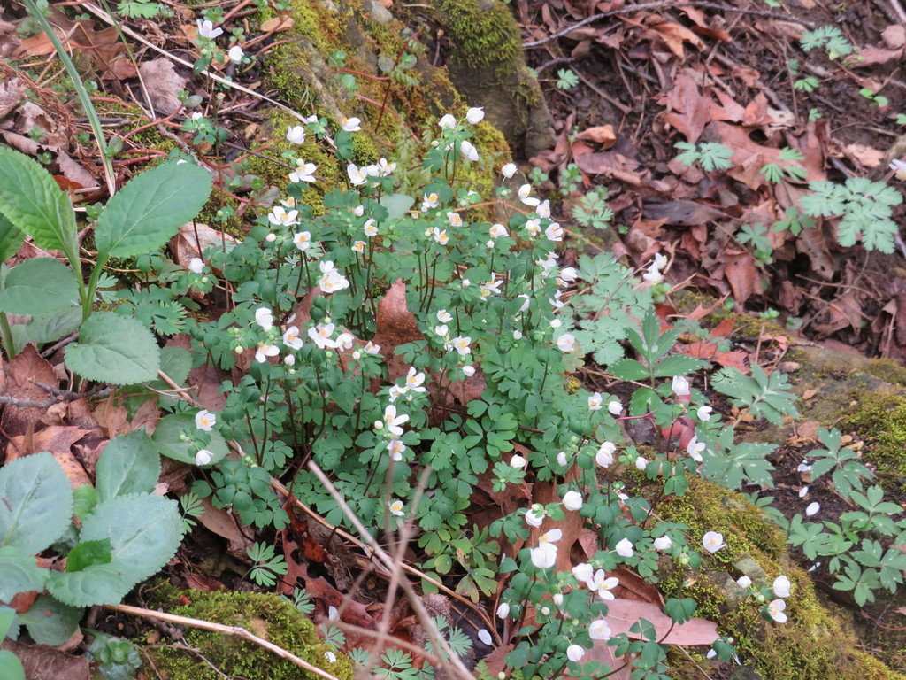 false rue anemone from Kankakee County, IL, USA on April 09, 2021 at 09 ...