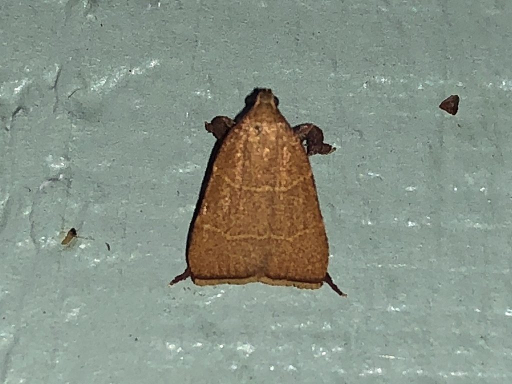 Ochre Parachma Moth from NE County Road 1469, Waldo, FL, US on April 09 ...