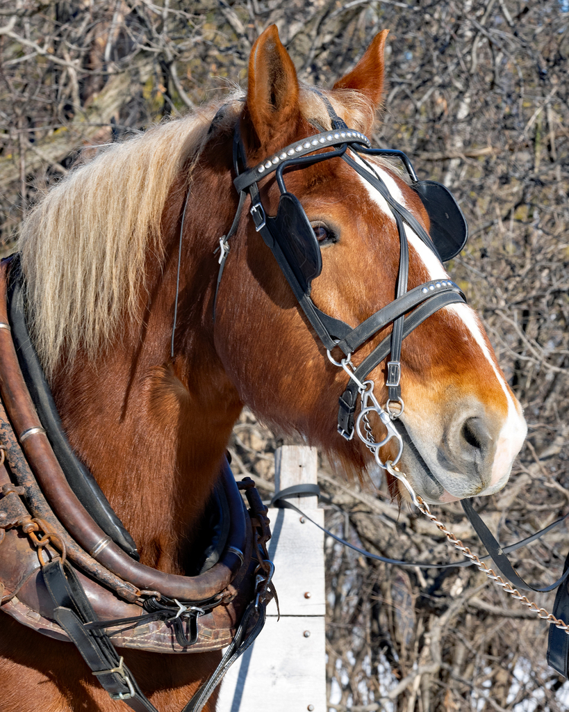 Domestic Horse from Zoo Rd, Toronto, ON M1B 5W8, Canada on February 17 ...