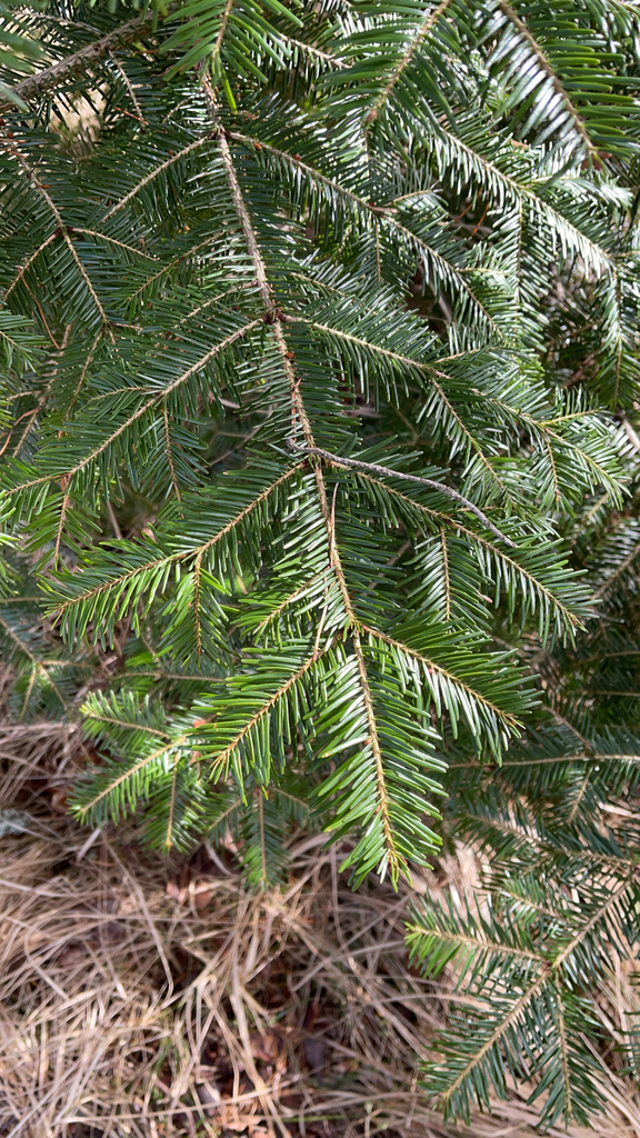 silver fir from Tammisaari on April 10, 2021 at 03:22 PM by timosaijala ...