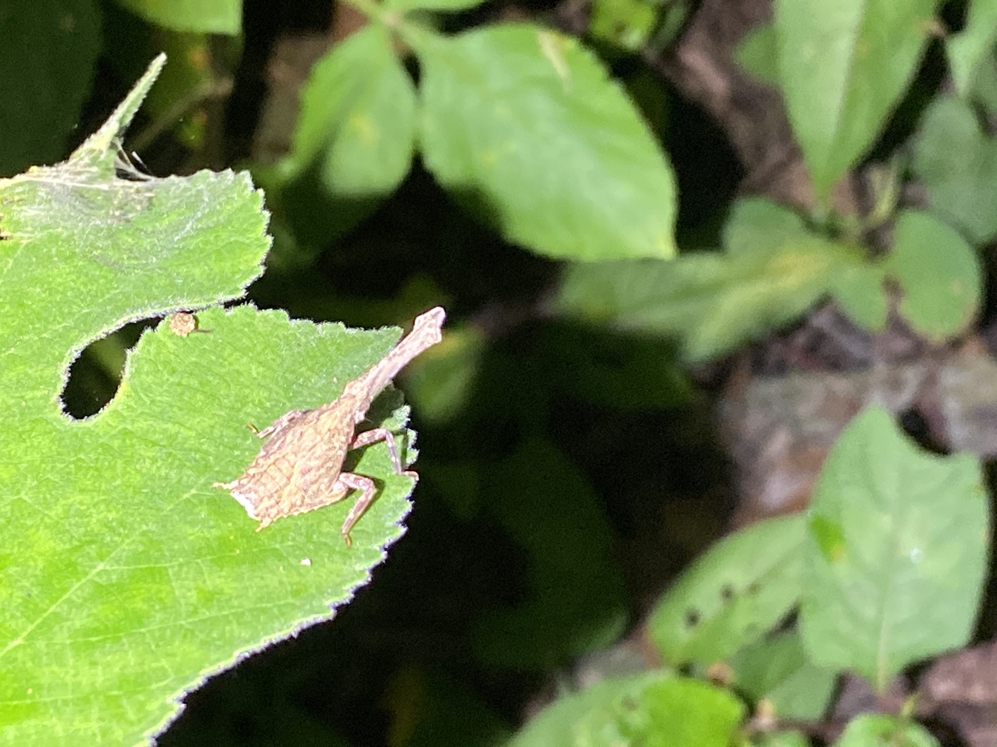 Pyrops watanabei (Matsumura, 1913)