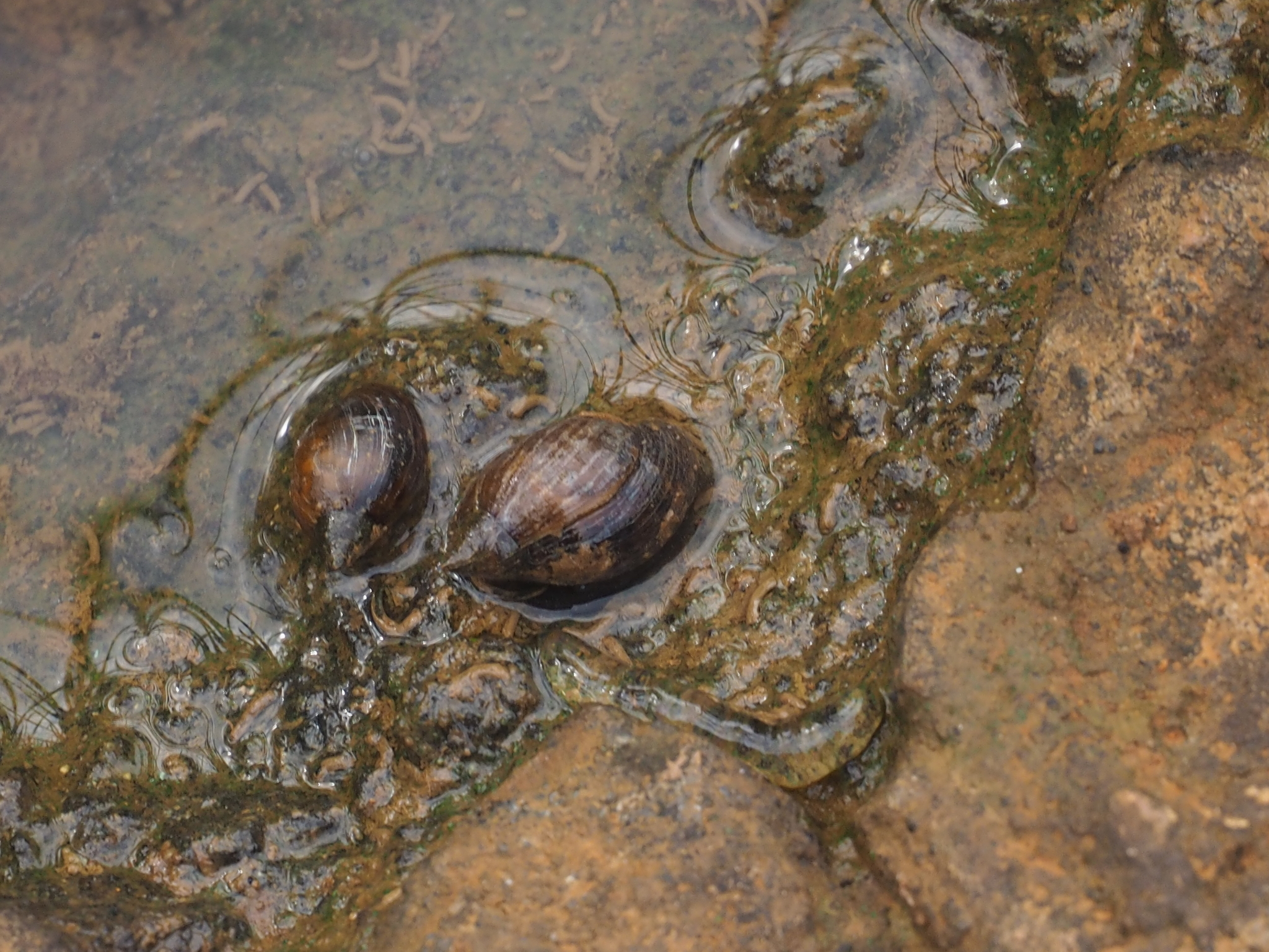 Radix rubiginosa (Michelin, 1831)