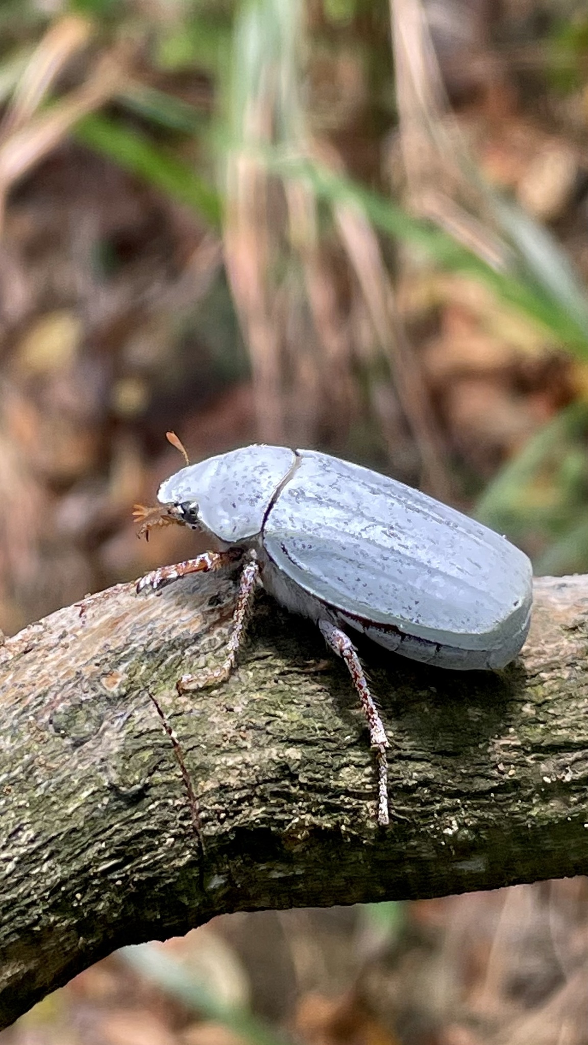 Cyphochilus apicalis Waterhouse, 1867
