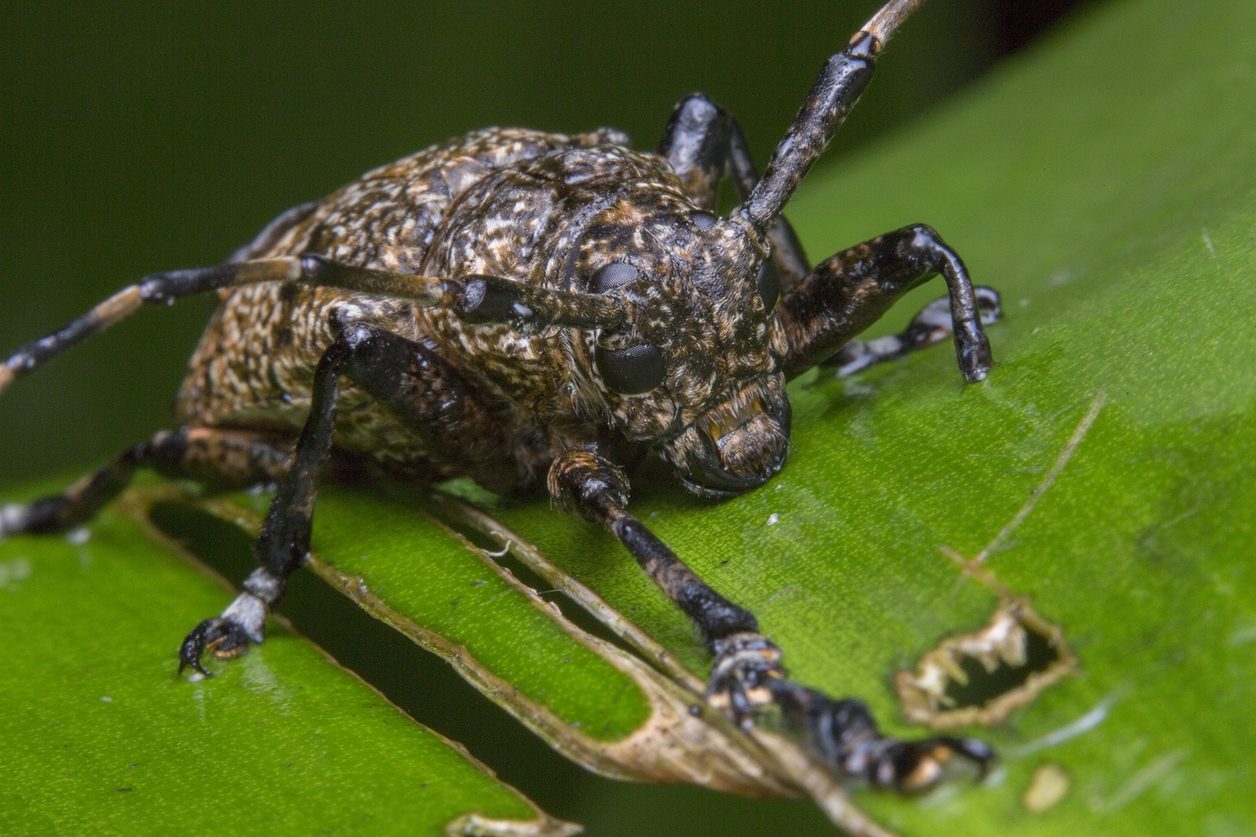 Coptops leucostictica White, 1858