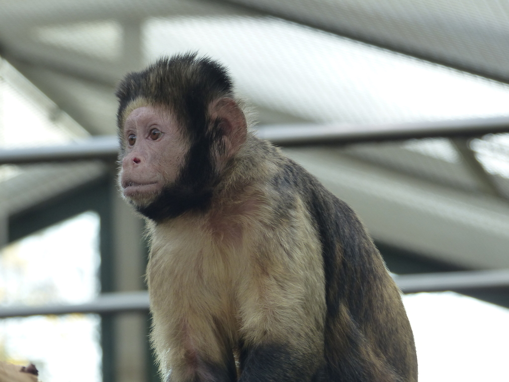 Buff-headed Capuchin (Sapajus xanthosternos) - Know Your Mammals