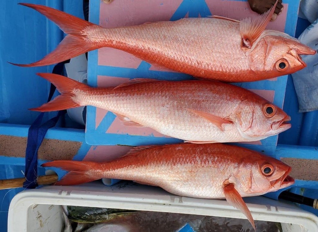Queen Snapper (Saltwater Fish of Mississippi) · iNaturalist