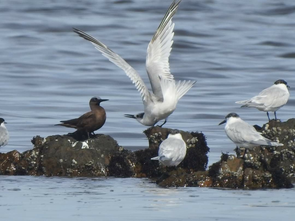 Lesser Noddy from Strand Beach on April 10, 2021 at 05:36 PM by pam56 ...