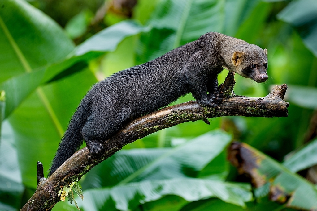 Tayra (Eira barbara) - Know Your Mammals