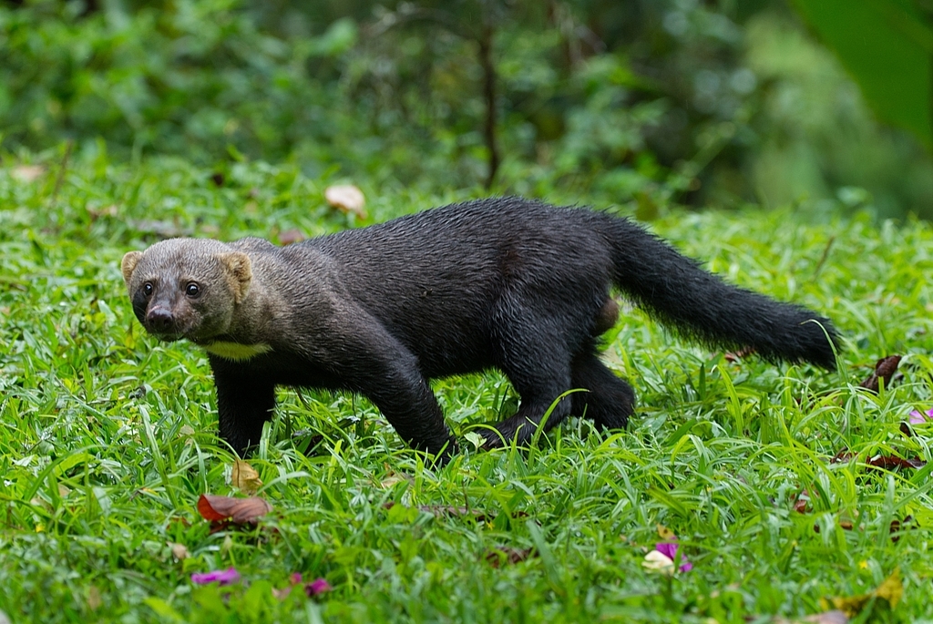 Tayra (Eira barbara) - Know Your Mammals