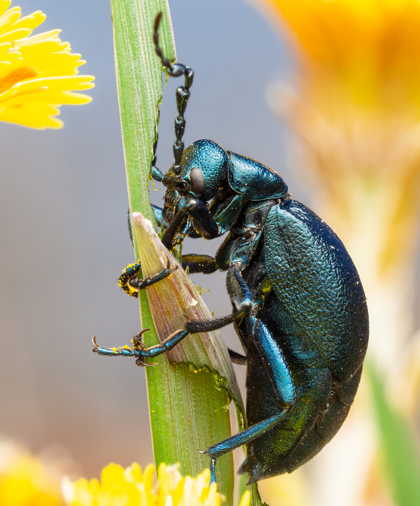 Short-winged Blister Beetle from Clairfields, Guelph, ON, Canada on ...