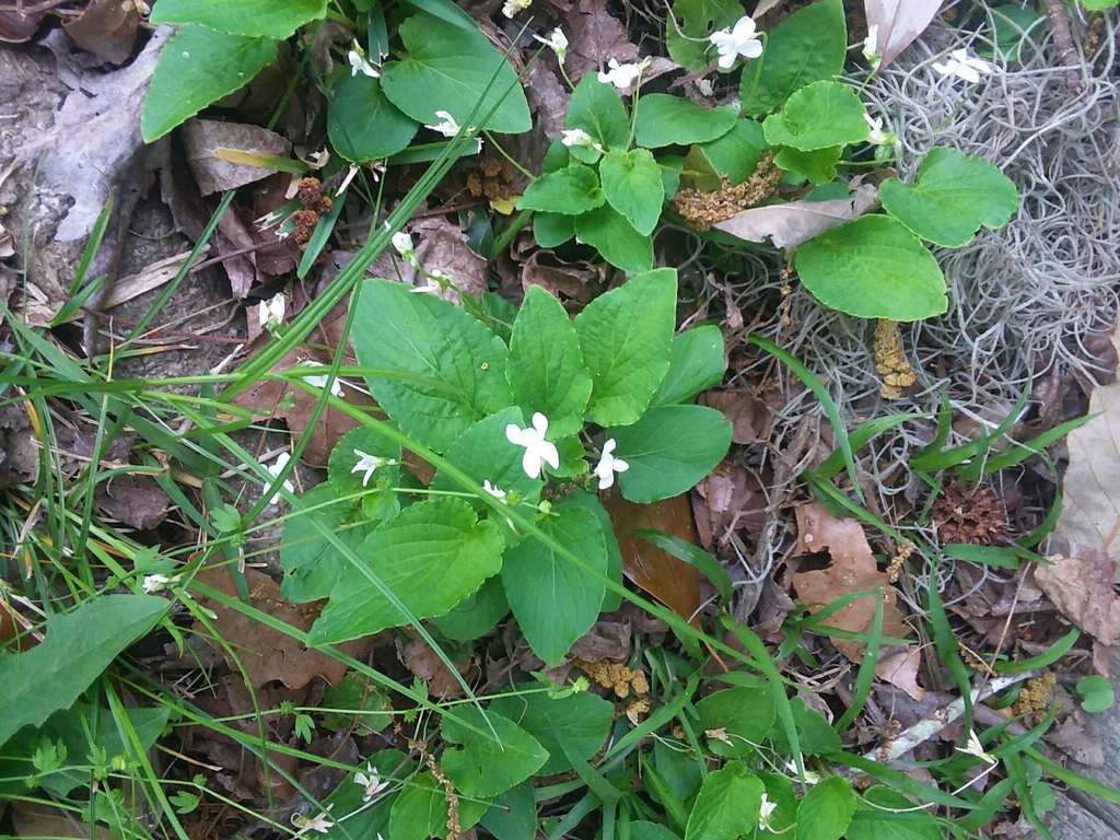 primrose-leaved violet from Georgetown, GA, USA on April 10, 2021 at 11 ...