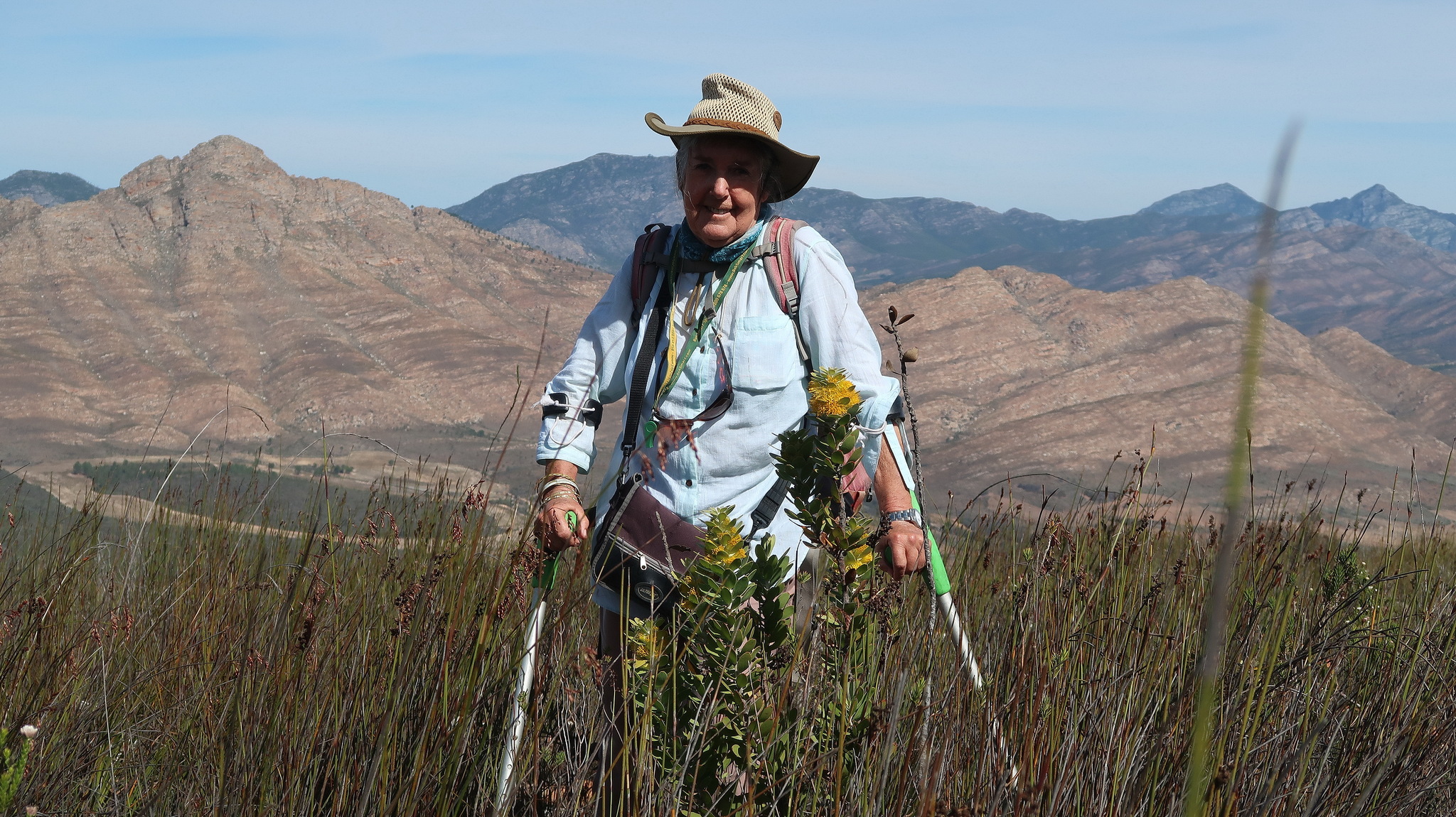 Mimetes chrysanthus Rourke