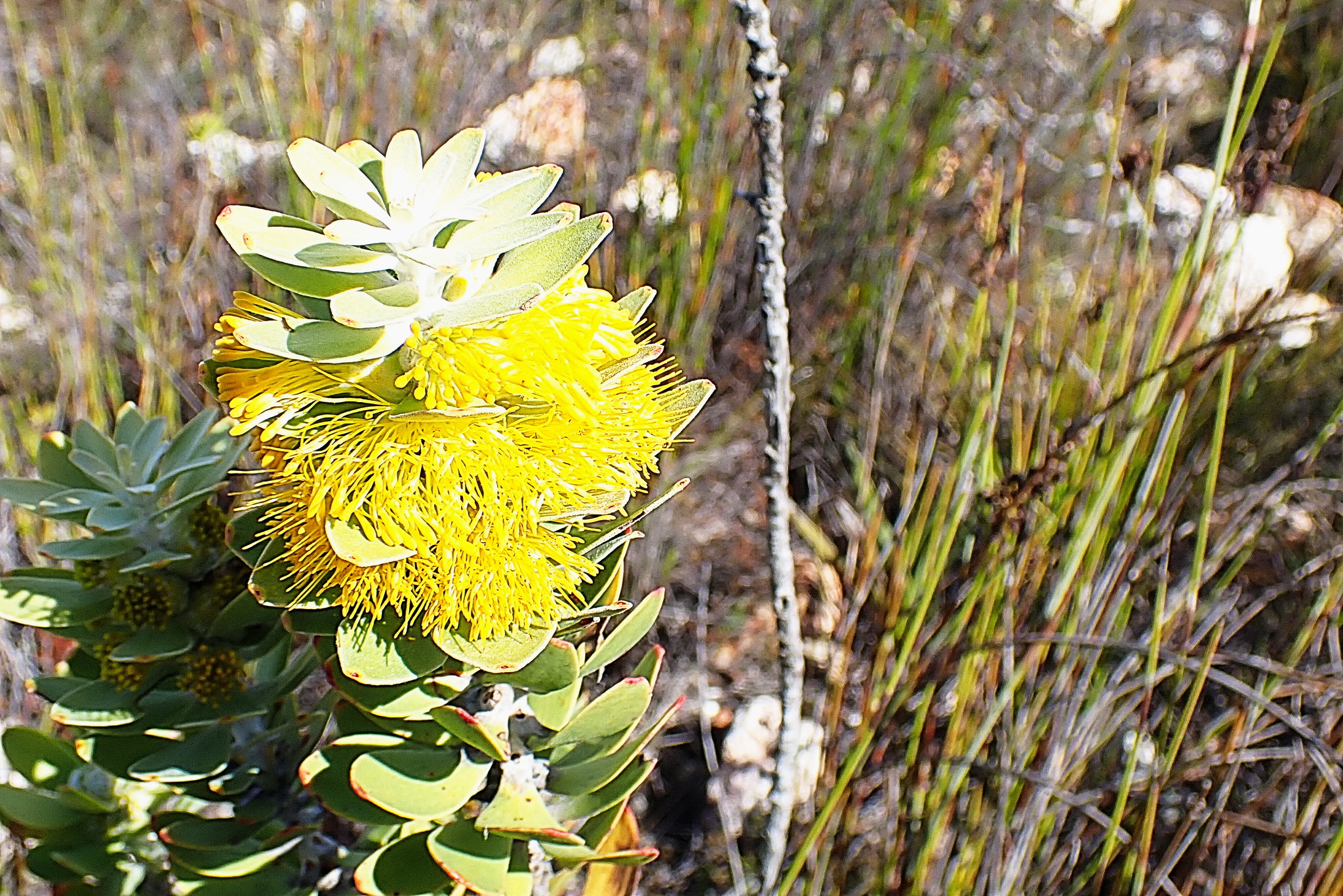 Mimetes chrysanthus Rourke