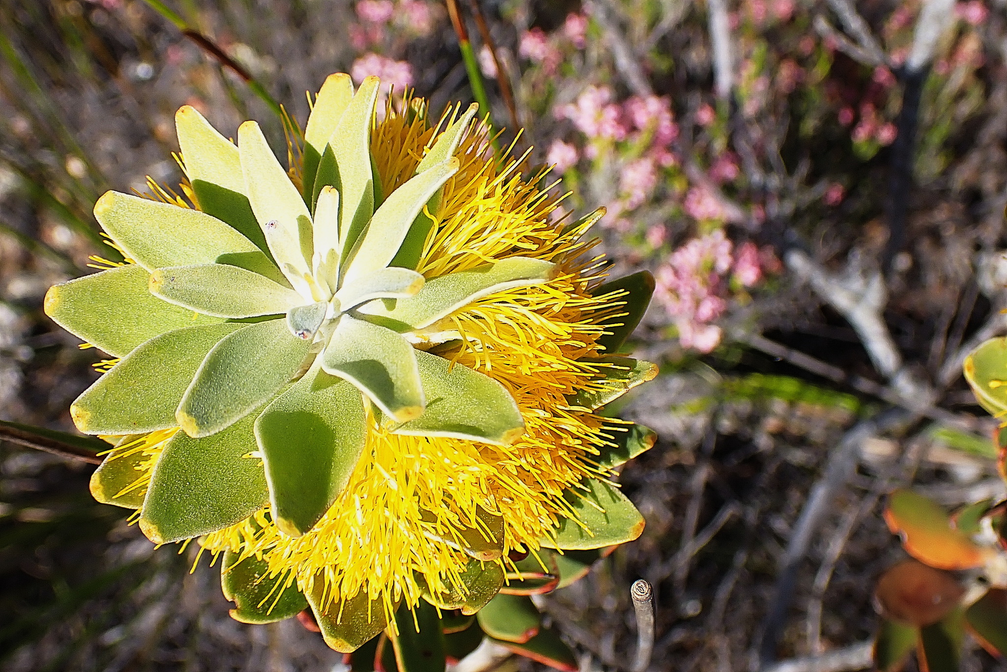 Mimetes chrysanthus Rourke