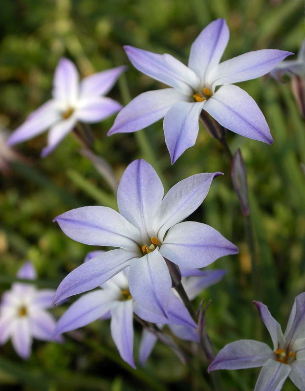 Spring starflower (Anika Bagaria Guide) · BioDiversity4All