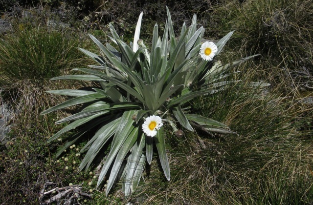 Large Mountain Daisy (Celmisia semicordata) - Botanical Realm