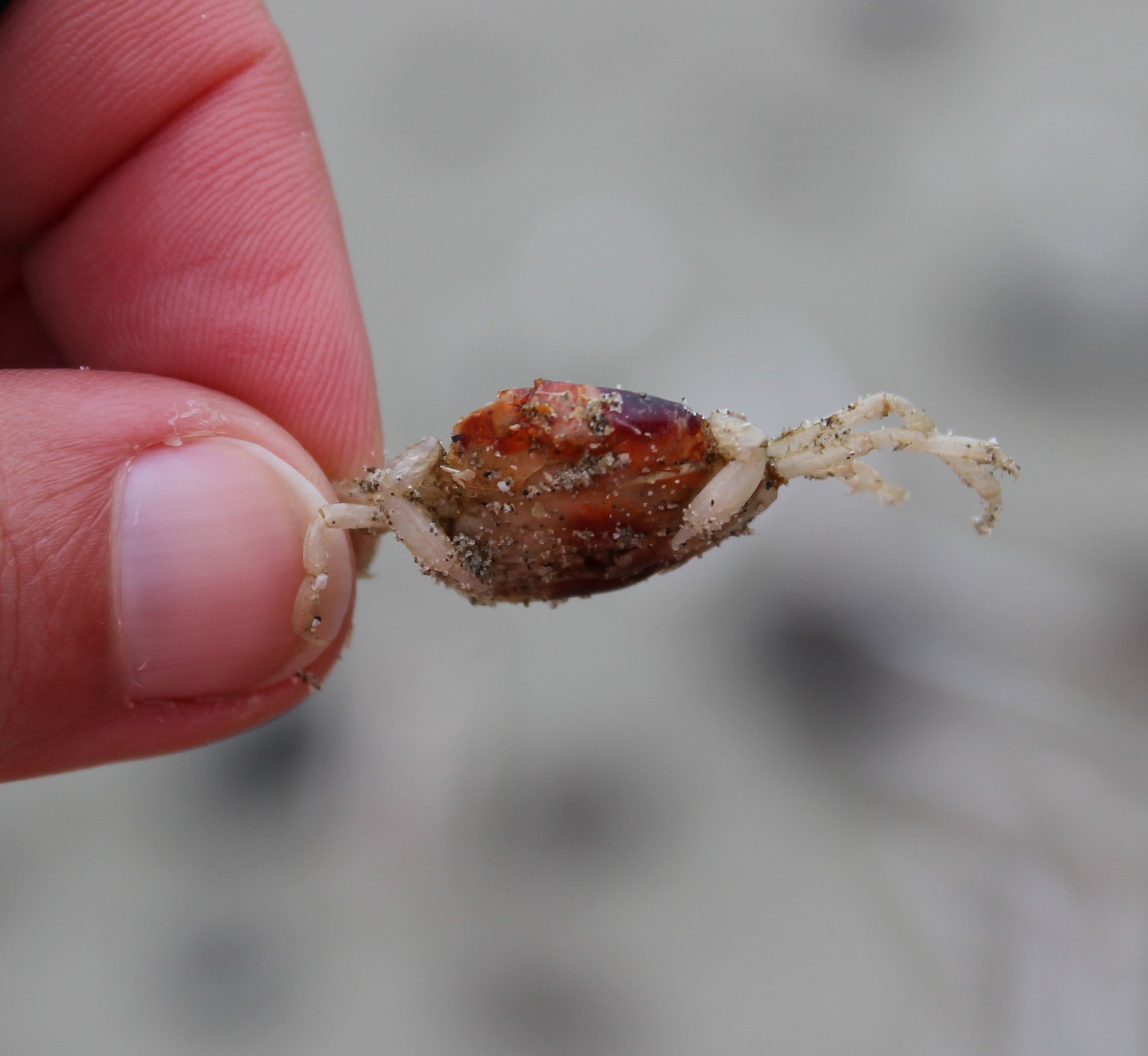 Pinnotheres pisum (Linnaeus, 1767)