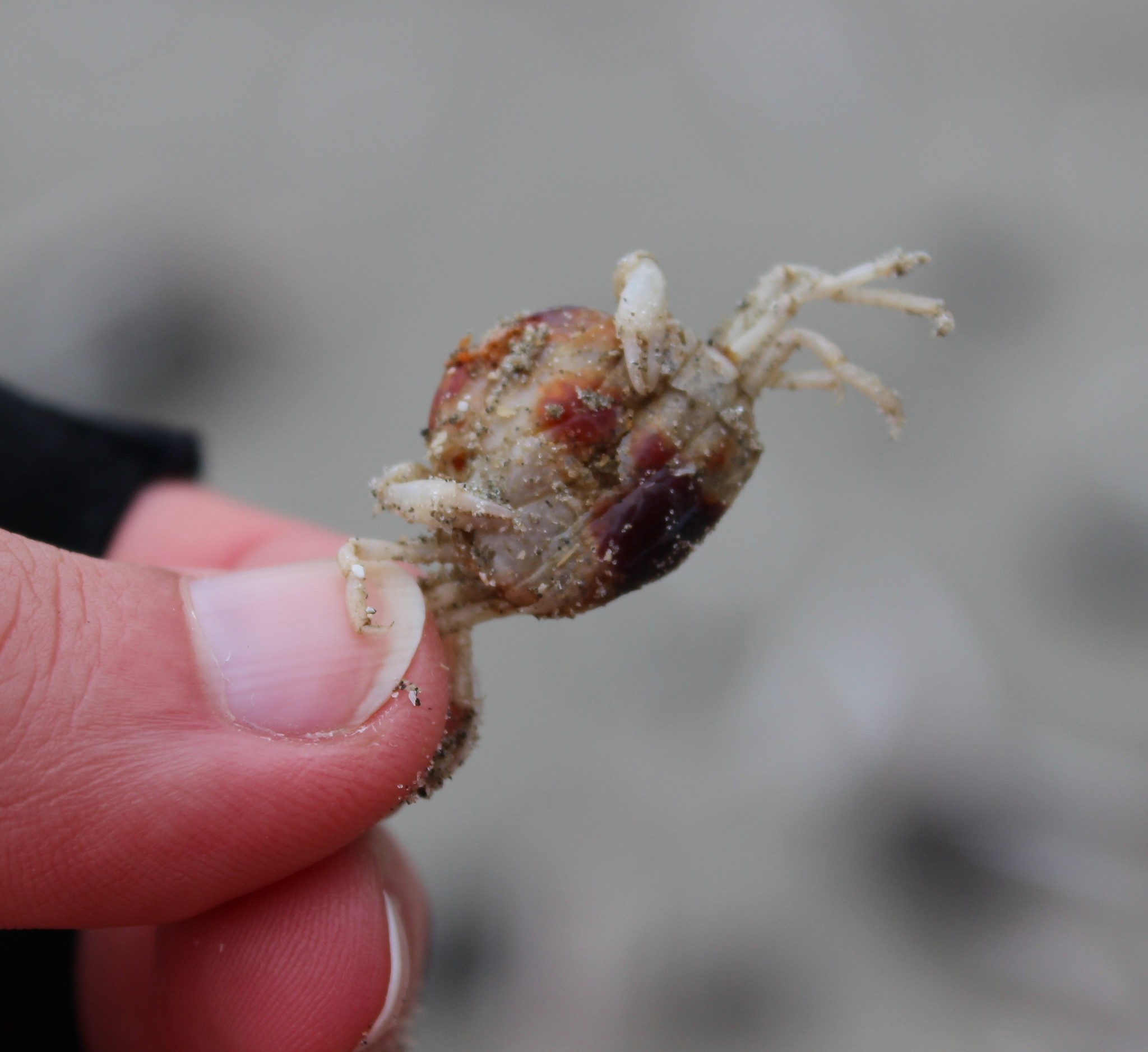 Pinnotheres pisum (Linnaeus, 1767)