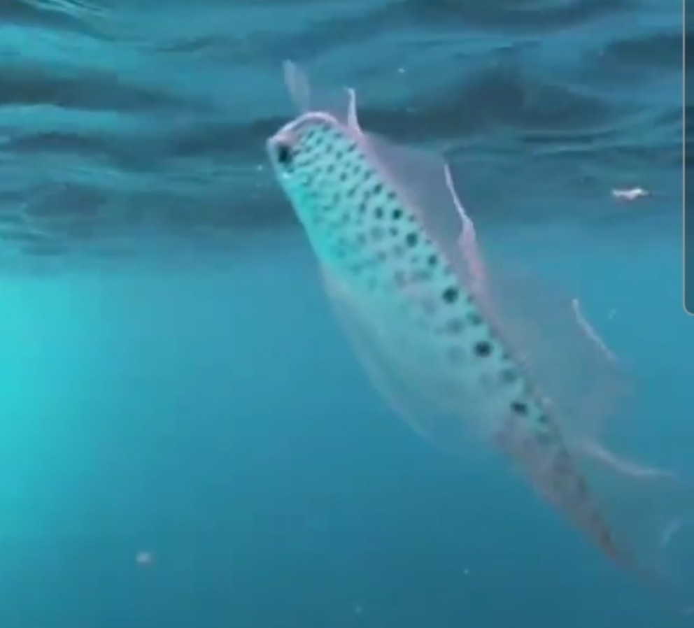 Spotted Ribbonfish from Ecuador on April 10, 2021 at 12:17 PM by B ...