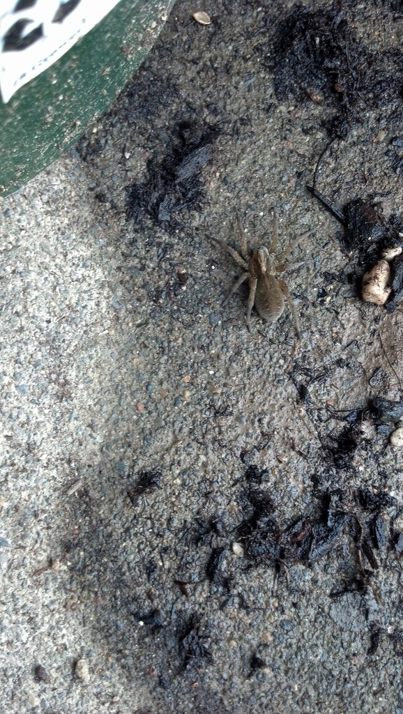 Rustic Wolf Spider from Cedar Mill, Beaverton, OR, USA on March 30 ...