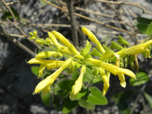 Hidalgan Yellow Sage (Salvia hidalgensis)